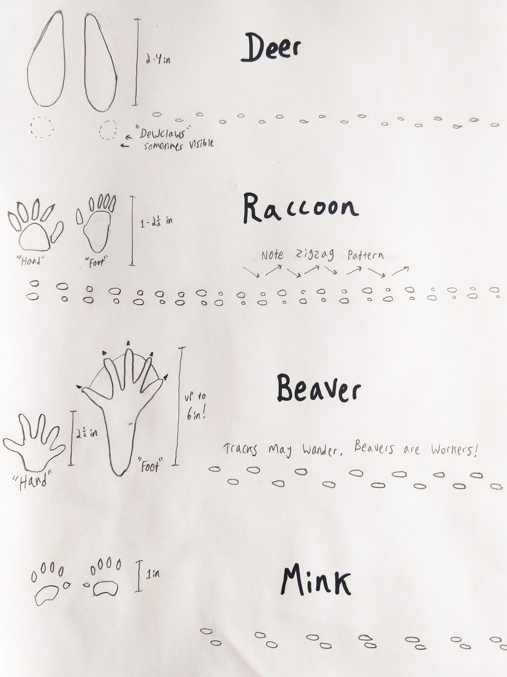 Backyard Tracking for Beginners - Farm & Wilderness