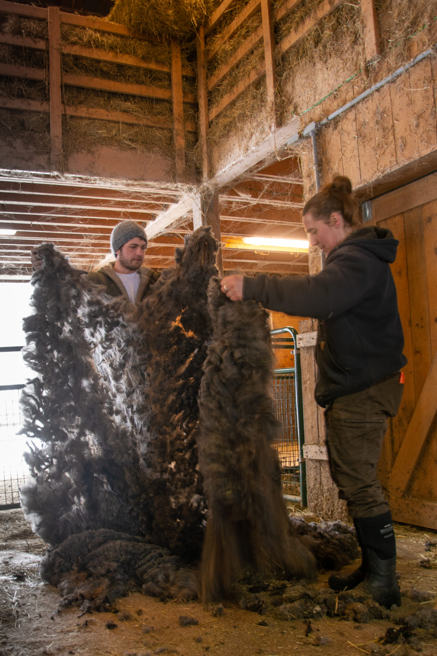 Shearing our Sheep - Farm & Wilderness