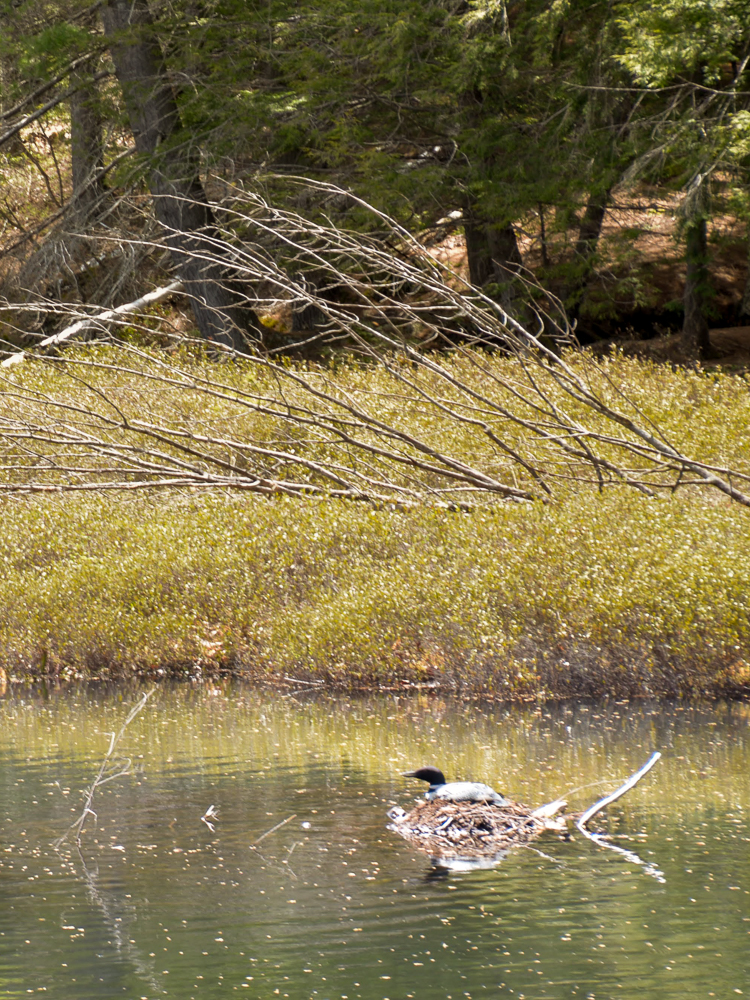 Loon Chicks on Woodward Reservoir - Farm & Wilderness